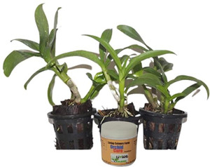 Plant Paradise Orchids Dendrobium Flowering Plant Price in India - Buy ...