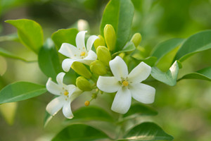 Cloud Farm Madhu Kamini Plant Price in India - Buy Cloud Farm Madhu ...