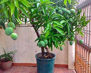 Anu Mango Plant Price in India - Buy Anu Mango Plant online at Flipkart.com