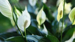 QUEEEN GULU Peace Lily Plant Price in India - Buy QUEEEN GULU Peace ...