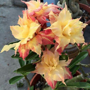 PB REBA PLANT Adenium Plant Price in India - Buy PB REBA PLANT Adenium ...