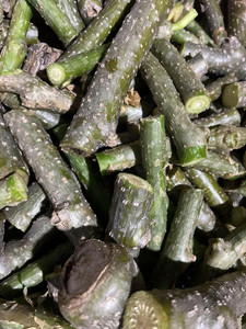 DROXTY Giloy Plant Price in India - Buy DROXTY Giloy Plant online at ...