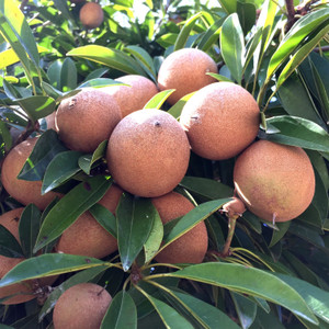 Cloud Farm Chiku Plant Price in India - Buy Cloud Farm Chiku Plant ...