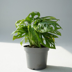 RVG Monstera Deliciosa Plant Price in India - Buy RVG Monstera ...