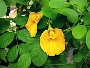 Cloud Farm Aparajita/ Butterfly Pea Plant Price in India - Buy Cloud ...