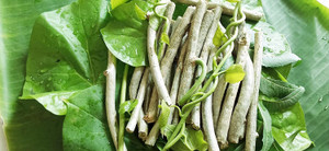 Cloud Farm Giloy Plant Price in India - Buy Cloud Farm Giloy Plant ...