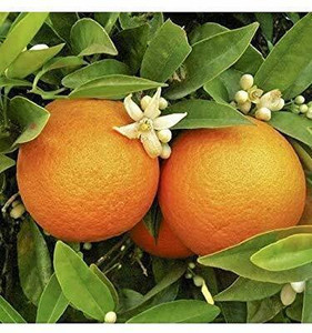 EVY Orange Plant Price in India - Buy EVY Orange Plant online at ...