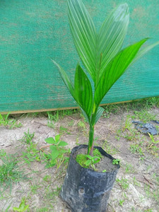 KUMUBON Betel Nut/Supari Plant Price in India - Buy KUMUBON Betel Nut ...