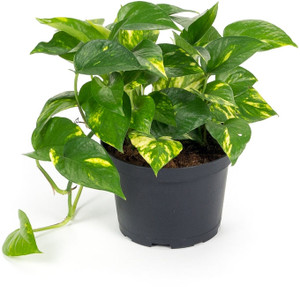 NatureCrafted Pothos Plant Price in India - Buy NatureCrafted Pothos ...