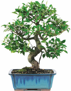 Cloud Farm Ficus Plant Price in India - Buy Cloud Farm Ficus Plant ...