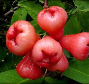 Fulmala Nursery Jamun Plant Price in India - Buy Fulmala Nursery Jamun ...