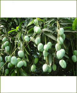 KUMUBON Mango Plant Price in India - Buy KUMUBON Mango Plant online at ...