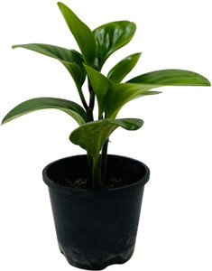 LifeShowMe Piper Peperomia Plant Price in India - Buy LifeShowMe Piper ...