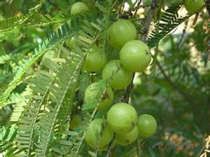 Cloud Farm Amla Plant Price in India - Buy Cloud Farm Amla Plant online ...