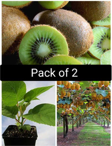 Cloud Farm Kiwi Plant Price in India - Buy Cloud Farm Kiwi Plant online ...