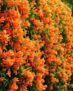 Lata Latania Palm Plant Price in India - Buy Lata Latania Palm Plant ...
