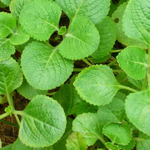 Cloud Farm Mexican Mint Plant Price in India - Buy Cloud Farm Mexican ...