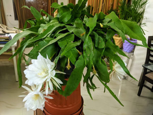 Risenshine Brahma Kamal Plant Price in India - Buy Risenshine Brahma ...