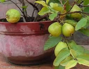 hybrid guava Guava Plant Price in India - Buy hybrid guava Guava Plant ...
