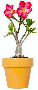 Fulmala Nursery Adenium Plant Price in India - Buy Fulmala Nursery ...