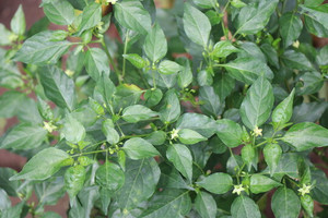 Plant Paradise Mirch/Chilli Plant Price in India - Buy Plant Paradise ...