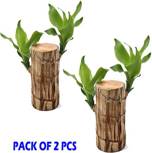 Brazilian lucky wood Brazilian Wood Price in India - Buy Brazilian ...