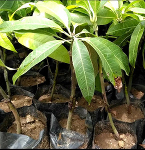 Earth Connect Mango Plant Price in India - Buy Earth Connect Mango ...
