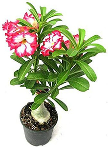 Mohomaya Adenium Plant Price in India - Buy Mohomaya Adenium Plant ...