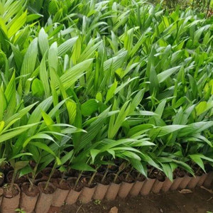 Cloud Farm Betel Nut/Supari Plant Price in India - Buy Cloud Farm Betel ...