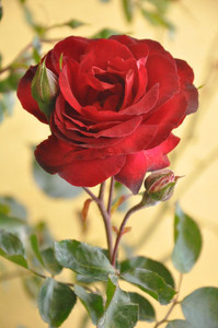 ANI PLANT Rose Plant Price in India - Buy ANI PLANT Rose Plant online ...