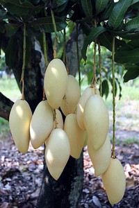 PB REBA PLANT Mango Plant Price in India - Buy PB REBA PLANT Mango ...