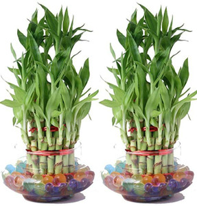 Flora Solutions Three Layer Bamboo Plant Price in India - Buy Flora ...