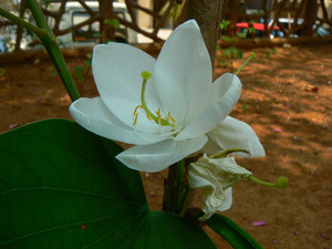 Gardeners Choice Kanchana Plant Price in India - Buy Gardeners Choice ...