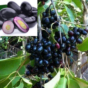 Cloud Farm Jamun Plant Price in India - Buy Cloud Farm Jamun Plant ...