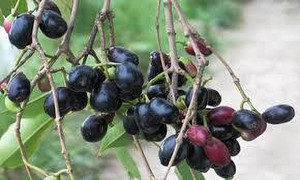 GLOBQRO Jamun Plant Price in India - Buy GLOBQRO Jamun Plant online at ...