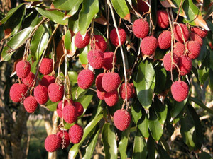 Anu Litchi Plant Price in India - Buy Anu Litchi Plant online at ...
