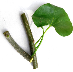 Unikpro Giloy Plant Price in India - Buy Unikpro Giloy Plant online at ...