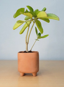 Cloud Farm Bryophyllum Pinnatum/Patharchatta Plant Price in India - Buy ...