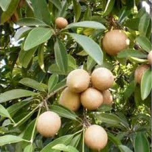 The Green View Gardens Chiku Plant Price in India - Buy The Green View ...