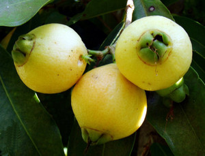 Cloud Farm Jamun Plant Price in India - Buy Cloud Farm Jamun Plant ...