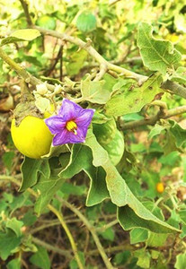 Kapebonavista Thorny Nightshade Plant Price in India - Buy ...