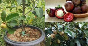 Mohomaya Mangosteen Plant Price in India - Buy Mohomaya Mangosteen ...