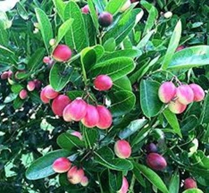 HGG Karonda Plant Price in India - Buy HGG Karonda Plant online at ...