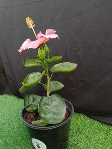 Hari Potter Hibiscus Plant Price in India - Buy Hari Potter Hibiscus ...