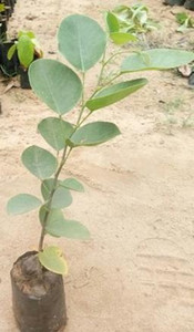 Mohomaya Red Sandalwood Plant Price in India - Buy Mohomaya Red ...