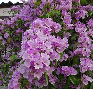 PlantsEarth Large Garlic Pear Plant Price in India - Buy PlantsEarth ...