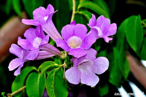 GreenyOn Large Garlic Pear Plant Price in India - Buy GreenyOn Large ...