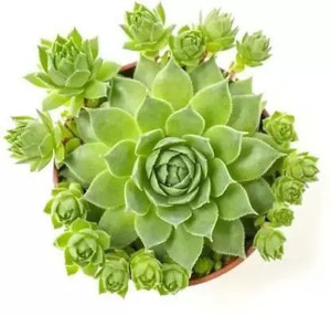 GREENSOME Laxmi Kamal Plant Price in India - Buy GREENSOME Laxmi Kamal ...