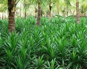 ALOCHUZ Basmati Plant Price in India - Buy ALOCHUZ Basmati Plant online ...