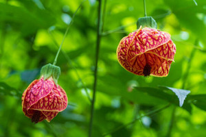 Kapebonavista Painted mallow Plant Price in India - Buy Kapebonavista ...